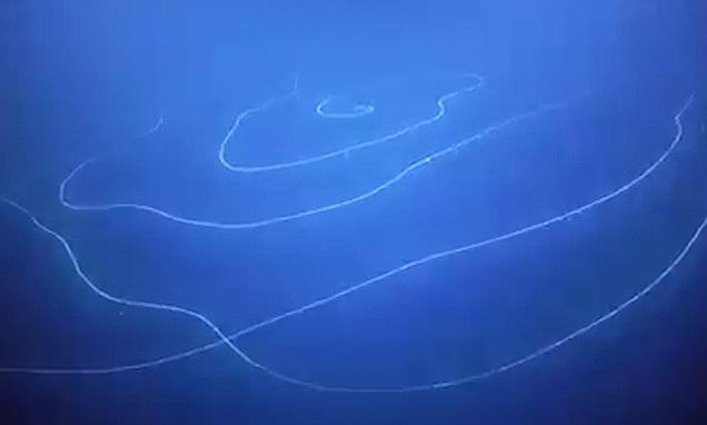 Bizarre 150ft-wide sea creature with 'stinging stringy tentacles ...