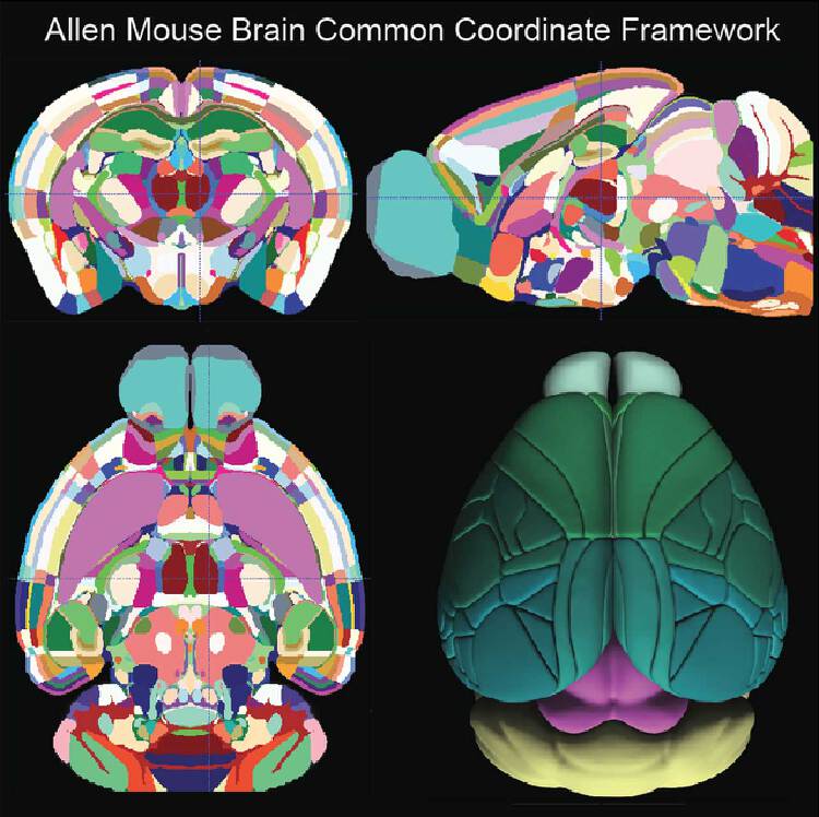 The first high-resolution 3D map of the mouse brain has been completed ...