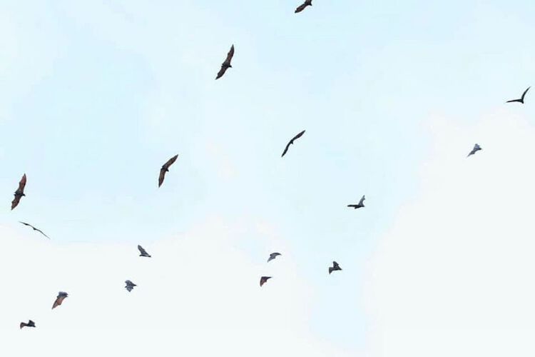 100 large flying foxes spotted on World Environment Day | Nestia