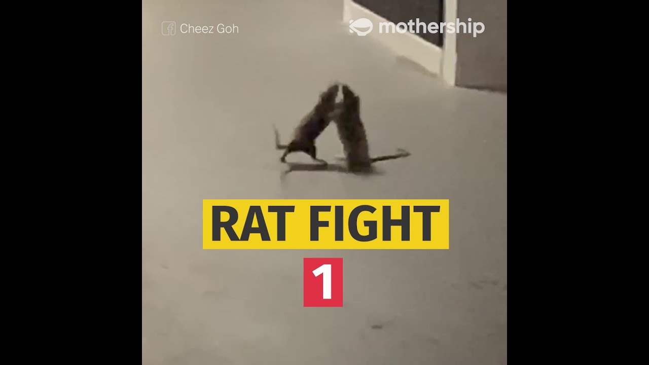 Community cat watches two rats fight at HDB void deck in Singapore | Nestia