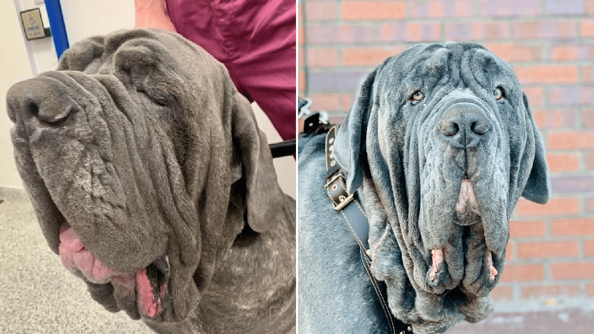Saggy dog has much-needed face lift to remove more than a kilo of ...