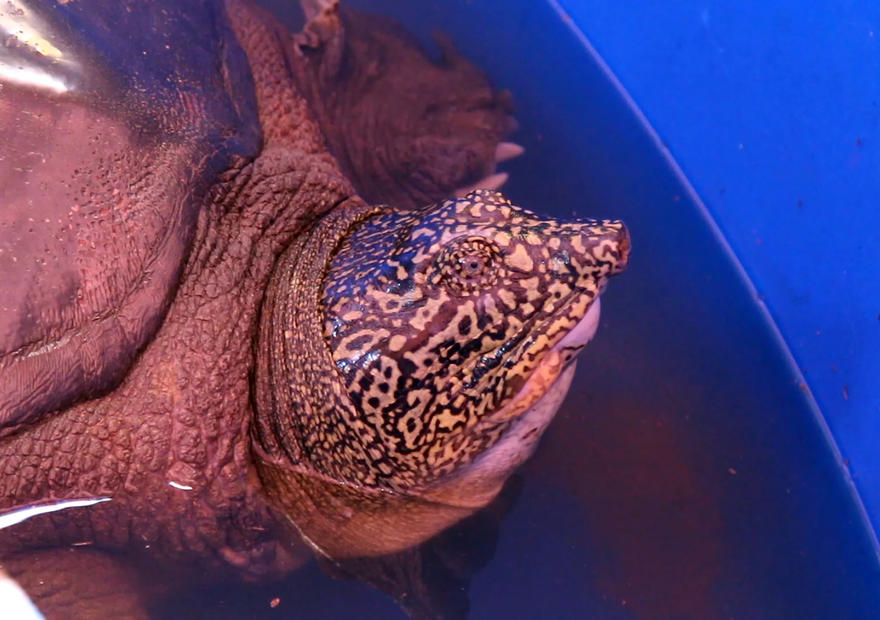 The world’s rarest turtle has a shot at escaping extinction | Nestia