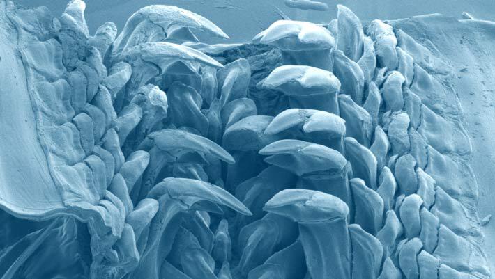 Scientists Find Rare Mineral inside Chiton Teeth | Biology | Nestia