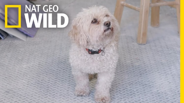 Derrick Creates Two New Leg Braces | Wizard of Paws | Nestia