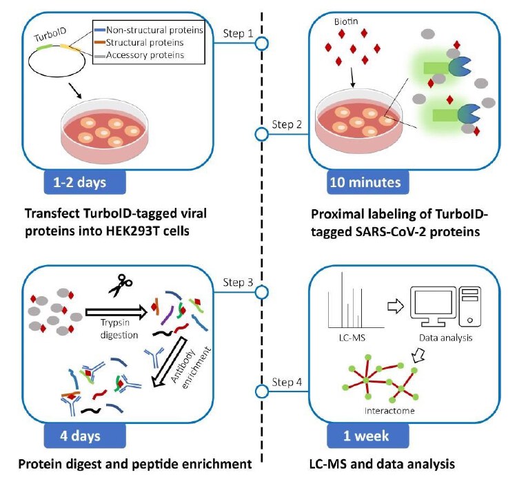 Proximity labeling to identify high-confidence SARS-CoV-2 interactors ...