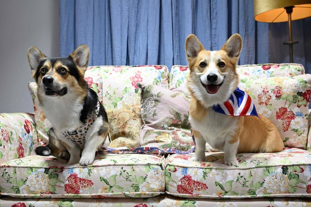 Cuddles with corgis to celebrate the queen’s favourite dogs | Nestia