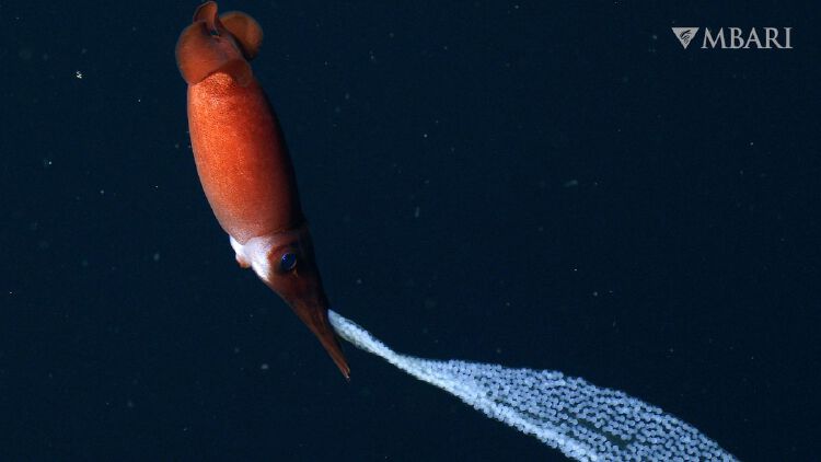 Deep-sea squid mom carries dazzling pearl-like string of eggs | Nestia