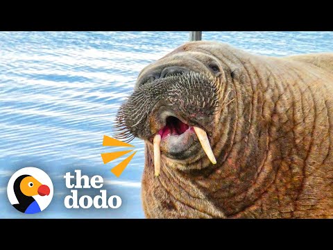 Wild Walrus Takes A Summer Vacation Across Europe | The Dodo Comeback ...