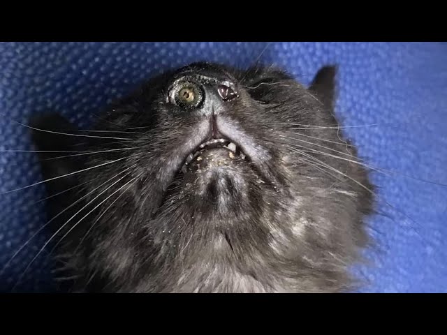 Removing A Gigantic Cuterebra From A Tiny Kitten's Nose (Part 119) | Nestia