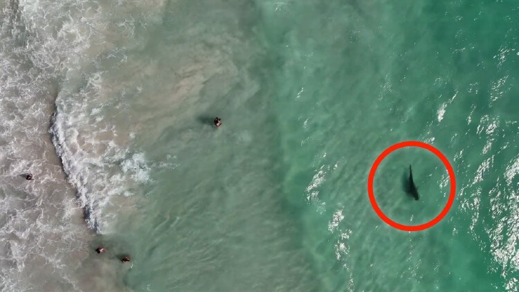 Shark Swims Dangerously Close To Unaware Beach Goers | Nestia