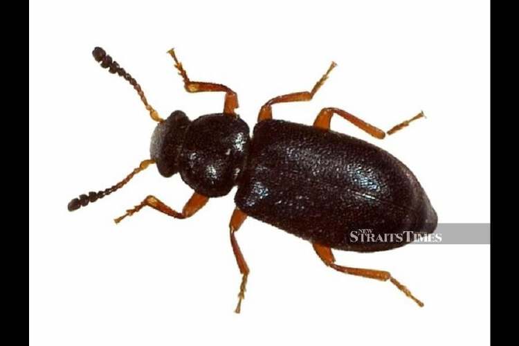 Alien red-legged ham beetle invasion of crops in Malaysia will cause ...