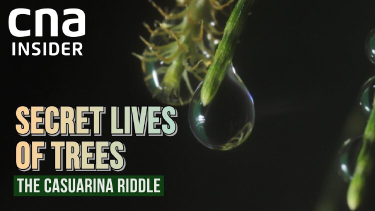 The Casuarina Trees That Conquered Singapore's Coney Island | Secret Lives Of Trees (Part 2/2 ...