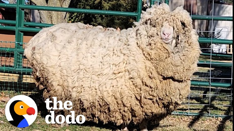 This Sheep Lost 30 Pounds of Wool And Can't Stop Hopping Around | The ...