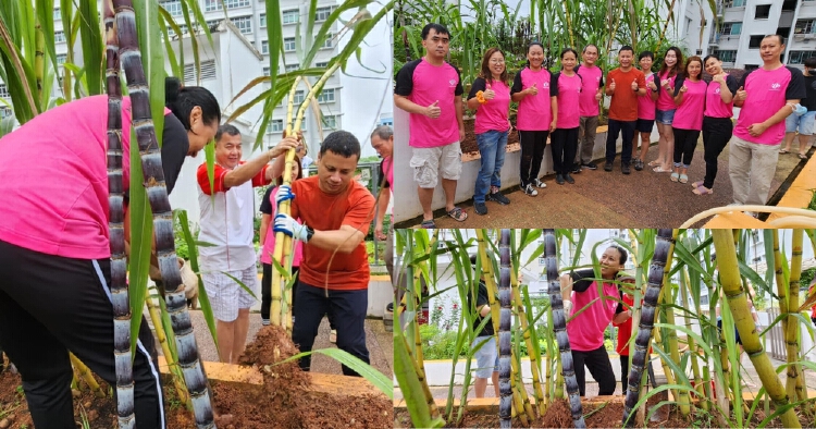 Boon Lay residents harvest 60 sugarcanes from community garden after growing them for 8 months ...