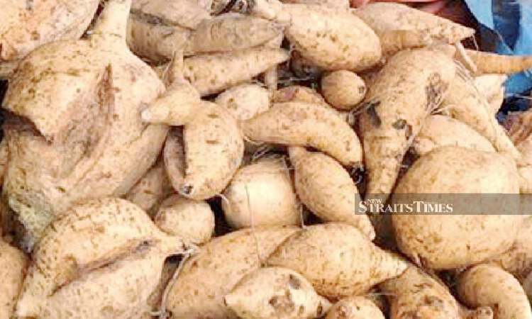 UTeM researchers develop plastic containers made from tapioca and ...