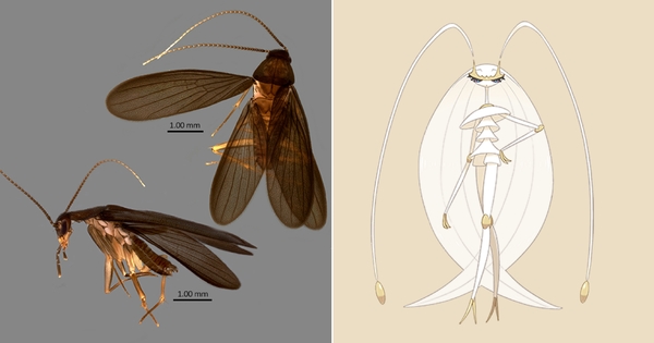 Scientists Have Discovered A New Species Of Cockroach And Named It ...