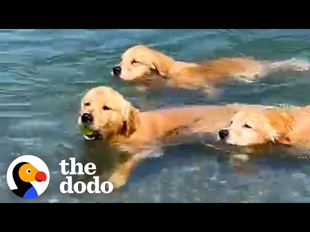 Golden Retrievers Teach Their Puppy Brother To Swim | The Dodo | Nestia