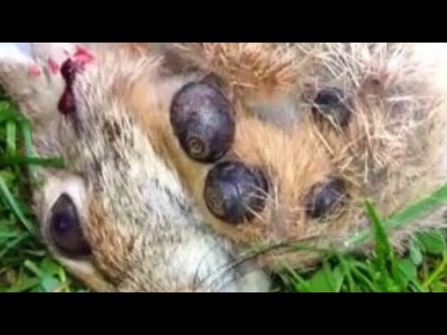 Removing Huge Cuterebra Larvae From A Small Bunny (Part 118) | Nestia