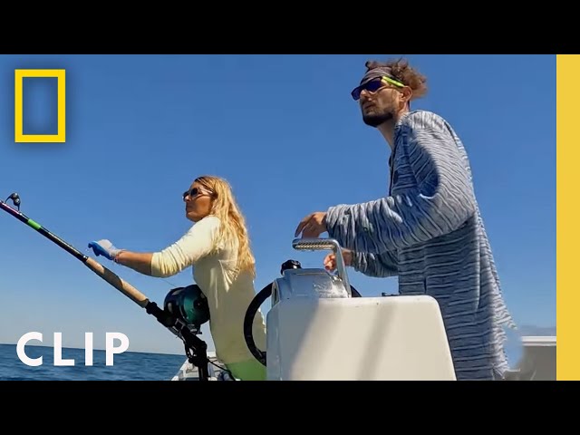 Pinwheel Fish Fight | Wicked Tuna | National Geographic | Nestia