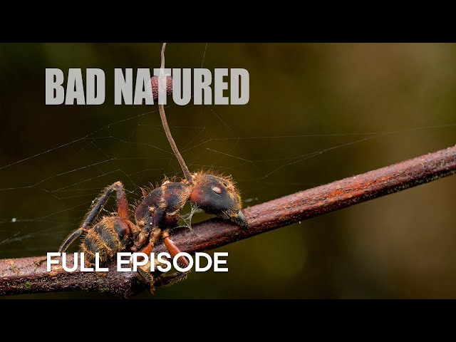 Cordyceps Cause Horror Scenes in Rainforest | Bad Natured | BBC Earth ...