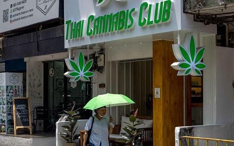 泰国拟重新管制大麻 并立法规范用途 | Nestia