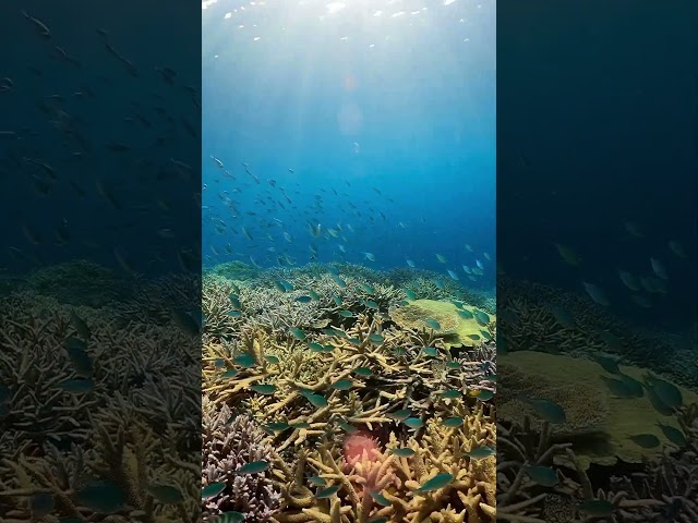 The rainforests of the seas | Nestia