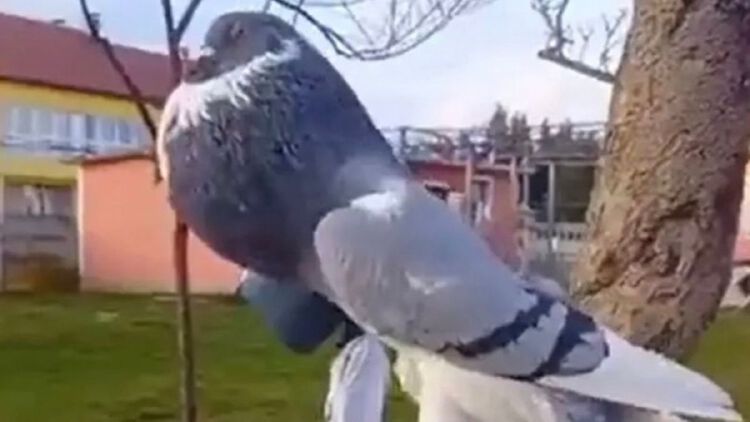 'Mutant pigeon' with giant feet and swollen neck sends people into ...