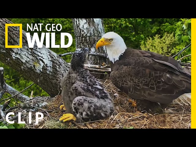 Banding a baby bald eagle at the National Arboreteum | Extraordinary ...