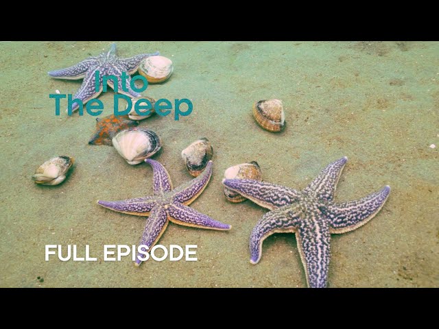 How AI is Revolutionising Deep Ocean Research | Into The Deep | BBC ...