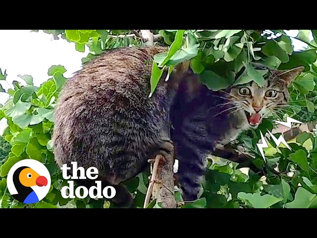 Guy Risks Life To Rescue Cats From Trees | The Dodo | Nestia