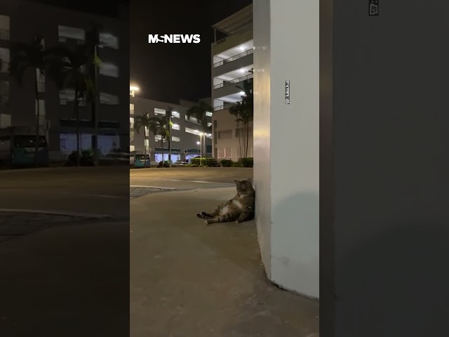 Chonky Cat Chills In Human-like Pose Across Kopitiam Corner | Nestia
