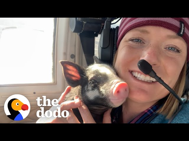 This Couple's Daughter Is A 600-Pound Pig Named Hannah | The Dodo | Nestia