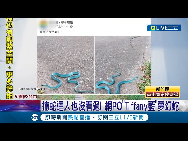 这只蛇也太梦幻! 民众PO"Tiffany蓝"梦幻蛇照片 引发网友热议 捕蛇达人也表示"沒看过这种蛇" 两栖类专家：应是青蛇缺黄色素基因｜【萌宠54来当家】20230902｜三立新闻台 ...