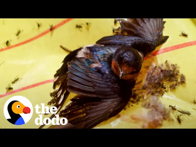 Bird Freed From Flypaper Rushes To See Her Husband | The Dodo | Nestia