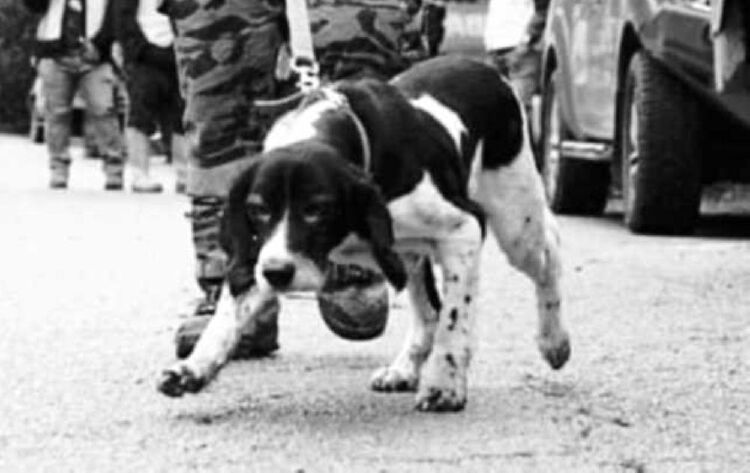 Social media users pay tribute to Batang Kali landslide K9 hero Blake ...