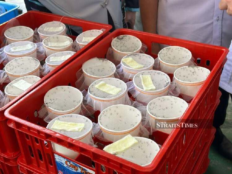 Dengue defence with a twist: Wolbachia mosquitoes give Kempas Permai PPR residents a 'bite' of ...