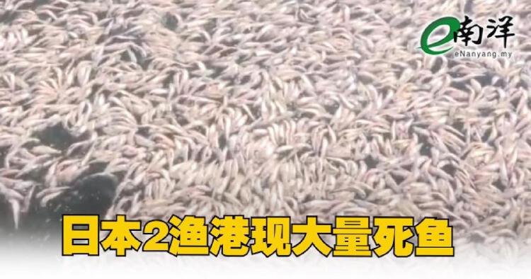 【视频】日本2渔港现大量死鱼 专家曝主因 | Nestia