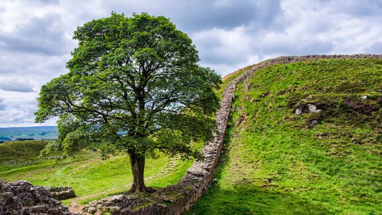 National Trust to create exact replica of felled Sycamore Gap tree from 3D scan | Nestia