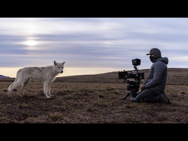 Up Close and Personal with a Pack of Arctic Wolves | Planet Earth III ...