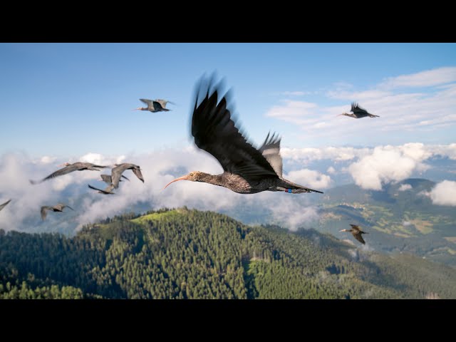 Endangered Birds Learn To Fly | Planet Earth III | BBC Earth | Nestia