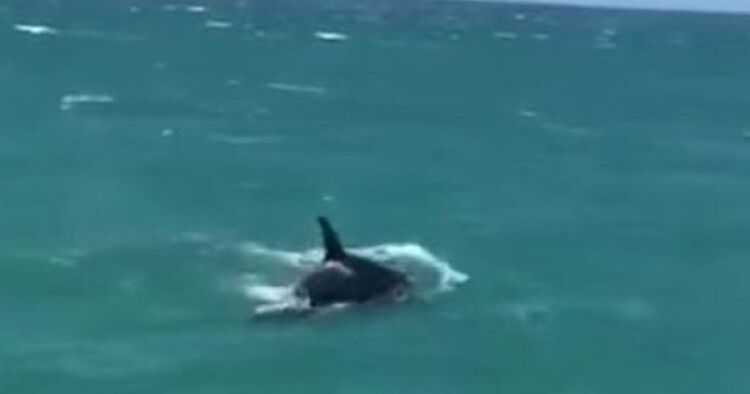 Killer whales swarm and chase great white sharks in heart-racing footage | Nestia