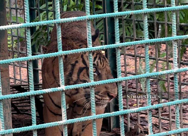 Four friends spot Malayan Tiger along Jalan Gua Musang-Lojing | Nestia