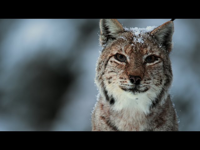 The Surprising Benefits of Protecting Predators | Our Planet Earth ...