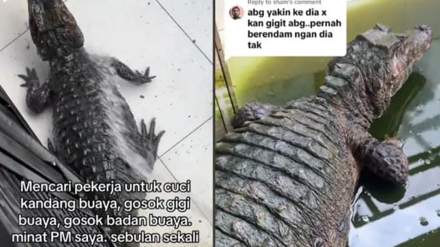 马国网红出价1500令吉 请人帮宠物鳄鱼洗澡 | Nestia