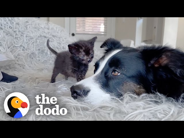 Dog Is The Best Nanny To Foster Kittens | The Dodo | Nestia
