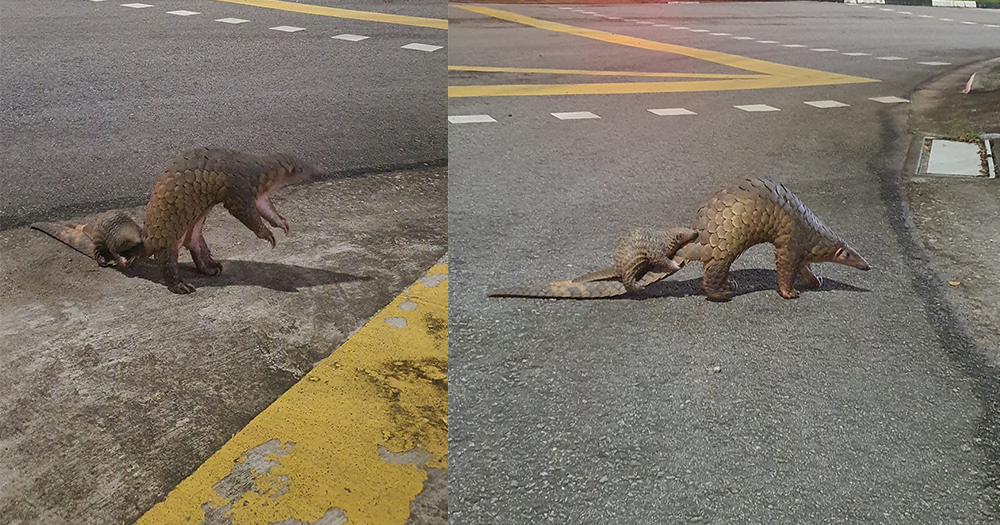 Baby pangolin seen clinging onto its mama's tail while crossing road at ...