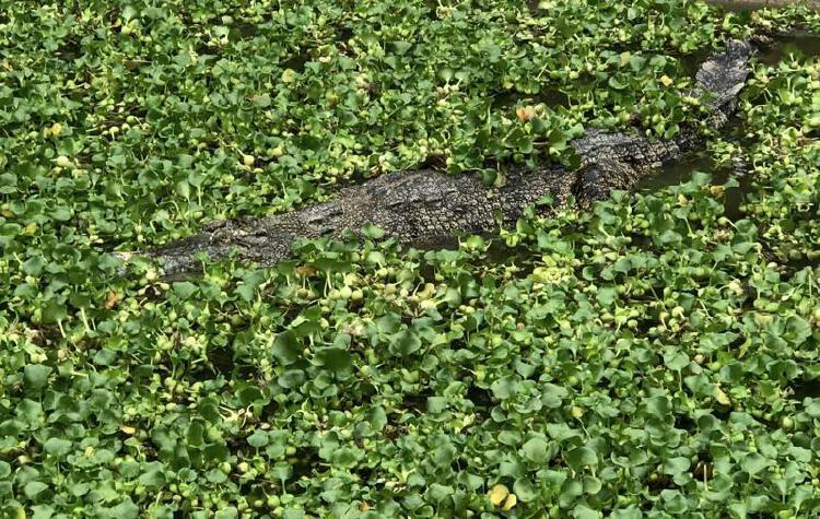 Wildlife team overwhelmed by rash of croc sightings | Nestia