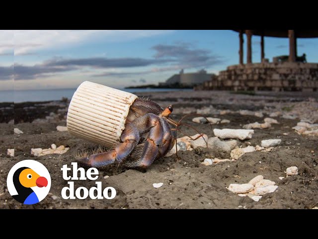 Guy Finds Hermit Crabs Living In Plastic And Offers Them New Shells ...