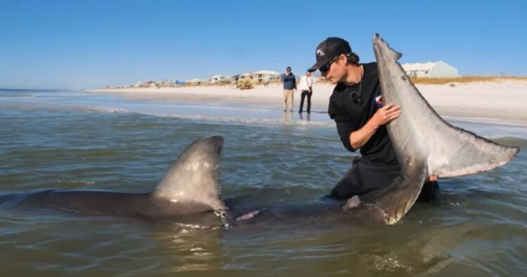 Shock moment brave fishermen filmed battling with 12ft-long ‘monster ...