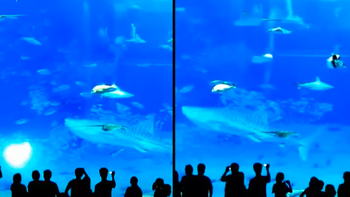 Unsettling moment massive fish 'kills itself' after being startled by ...